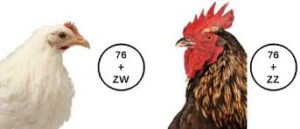 sex determination important notes for class 12th students