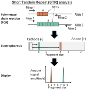 DNA Fingerprinting very important note for class 12