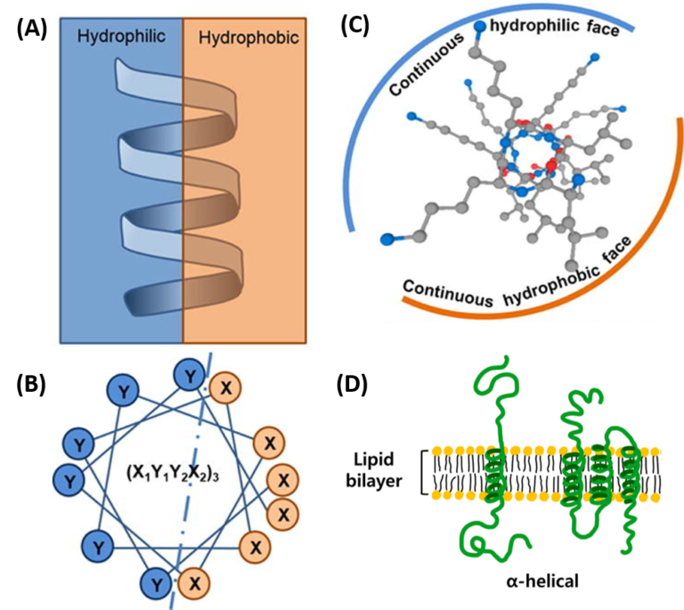 structure of proteins large-sized macromolecules class 11